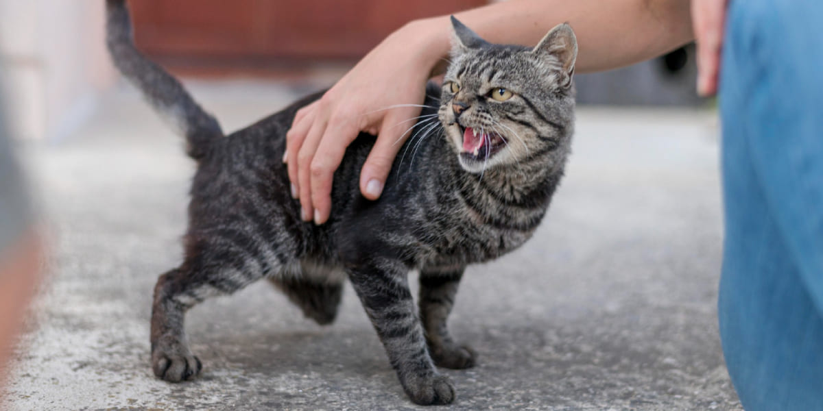 ¿Por qué mi gato maúlla mucho y está inquieto?