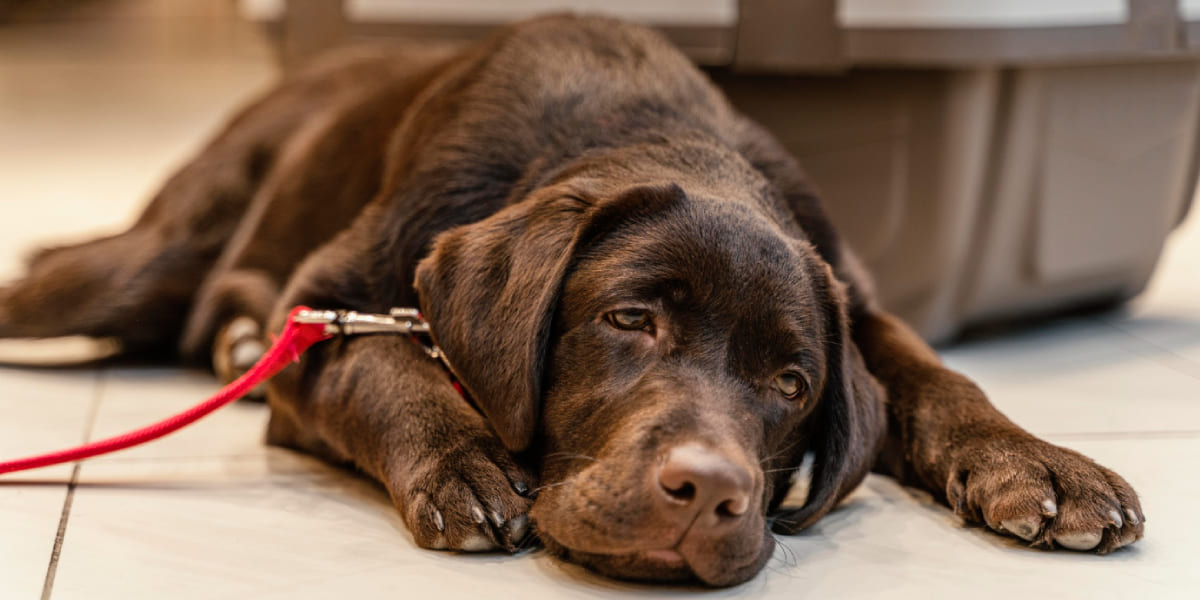 Perro vomitando y con diarrea ¿Qué debés hacer?