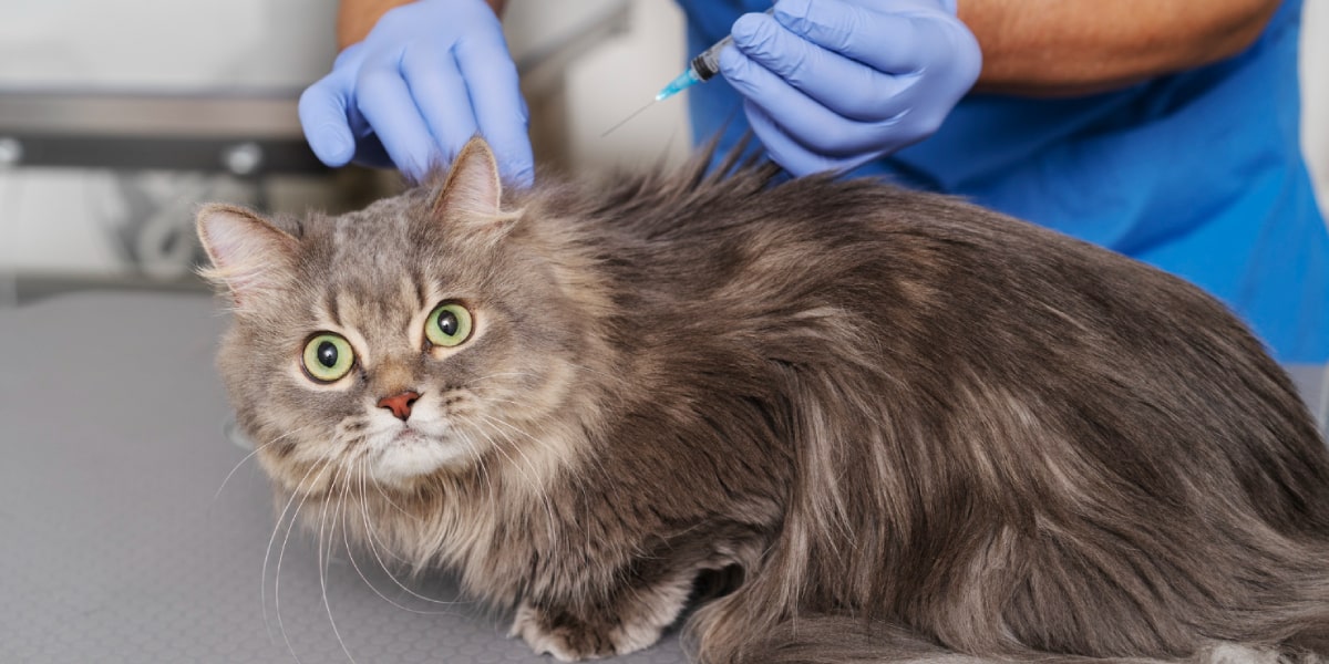 Enfermedades felinas: calcivirus en gatos