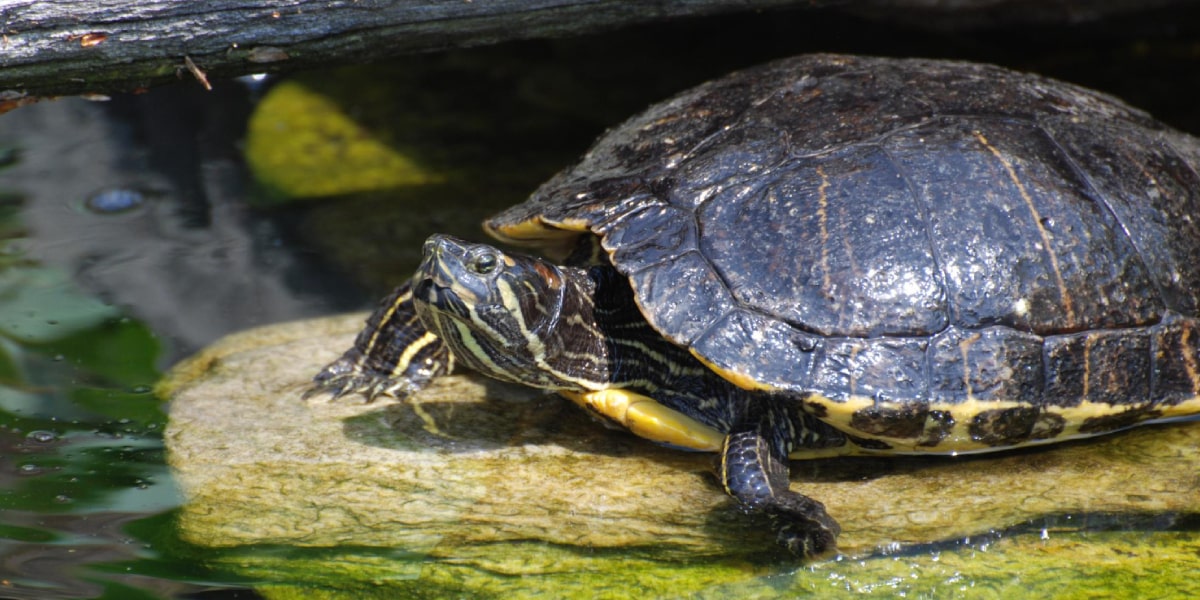 Cuidados de una tortuga acuática: Guía completa
