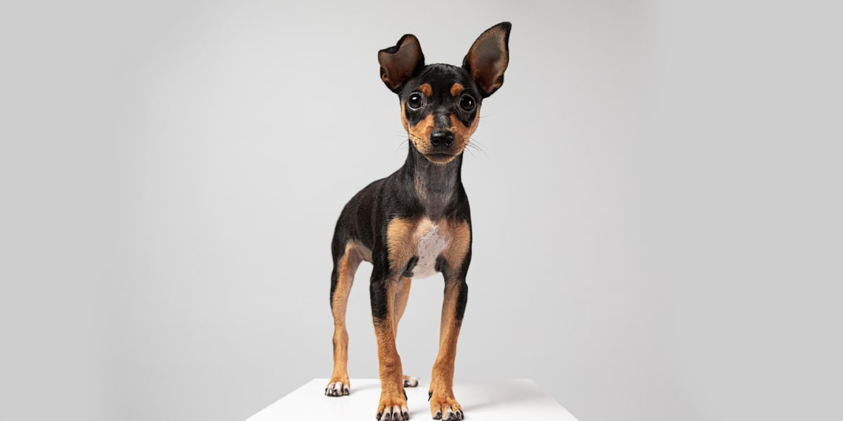 Pinscher Miniatura, lo que debes saber de esta raza