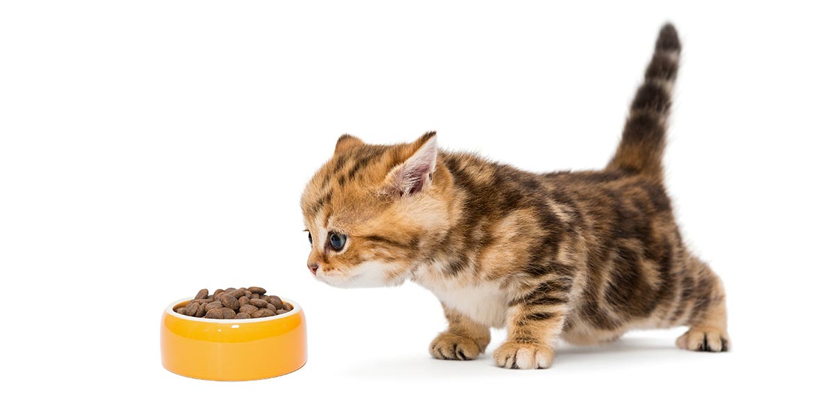 Principales Alimentos Que Comen Los Gatos Salvajes INABA Churu Puré