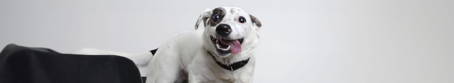 Por qué somos ¡Zoomies! Ven y descúbrelo