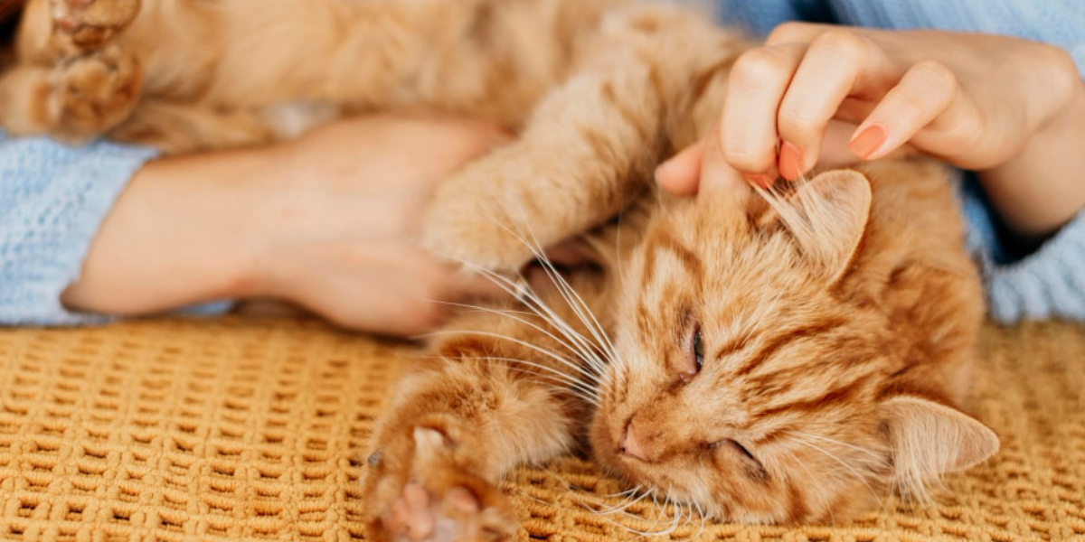 Mi mascota es ¿gato o gata?