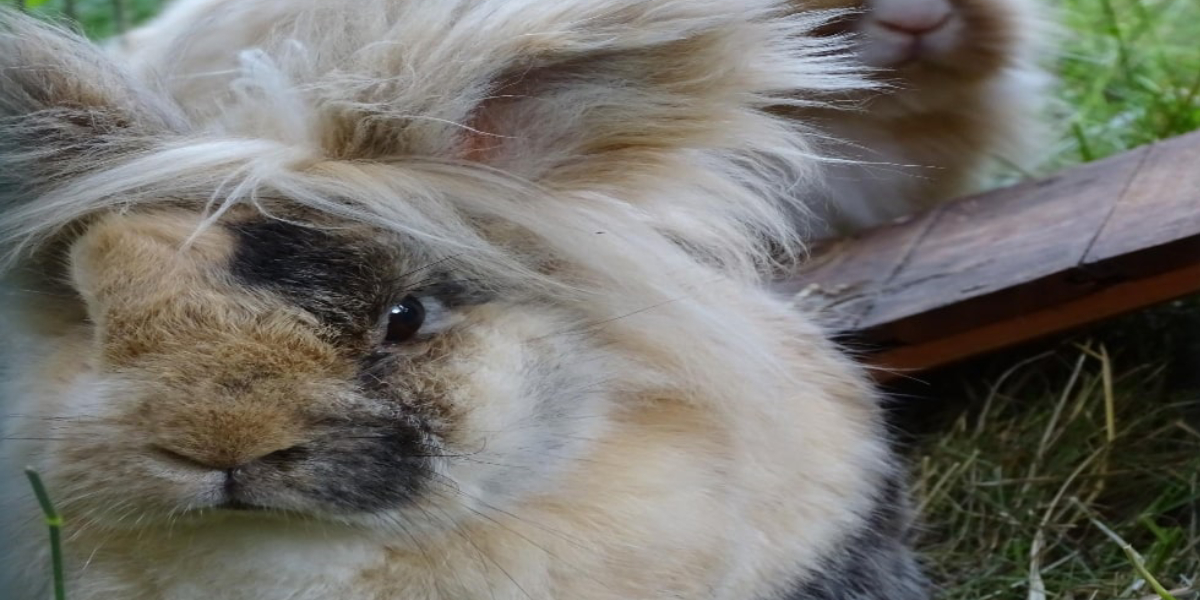 Cómo cuidar a tu conejo de cabeza de león: Guía completa y mejores ...