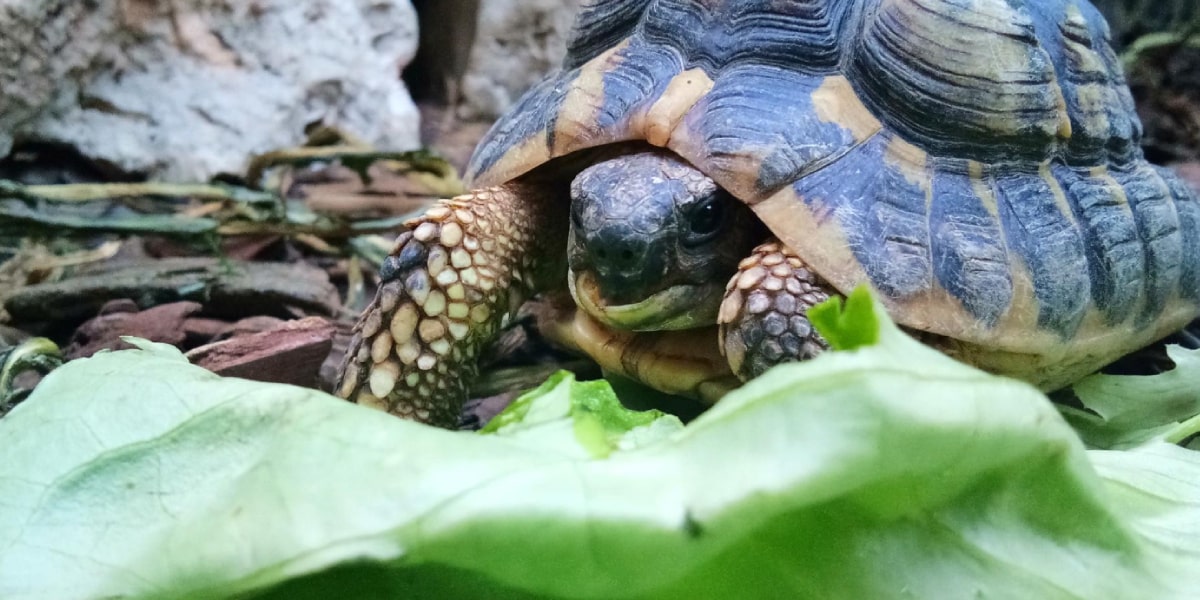 Información sobre la hibernación de tortugas 🐢🐢🐢